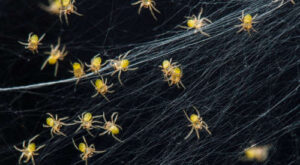 How Long Do Spiders Live? (Spider Life Cycle)