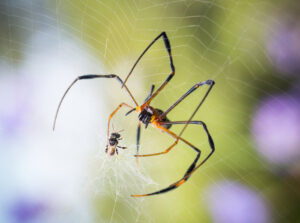 Do Spiders Poop? (Everything to Know About Spider Poop)