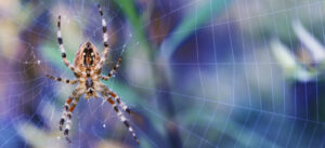 How Long Do Spiders Live? (Spider Life Cycle)