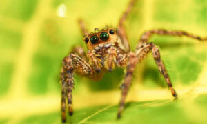 How Long Do Spiders Live? (Spider Life Cycle)