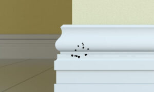 Do Spiders Poop? (Everything to Know About Spider Poop)