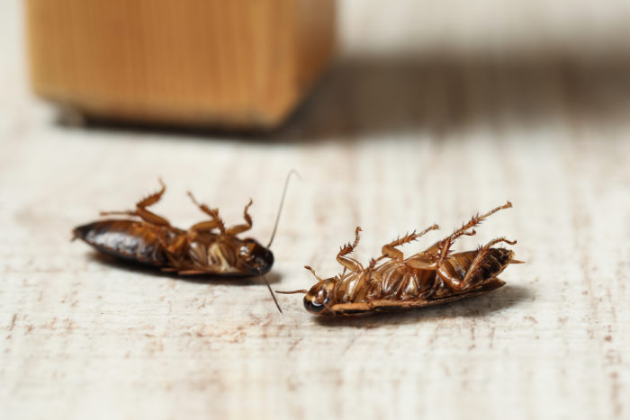 What Kills Cockroaches Instantly? Never See a Cockroach Again