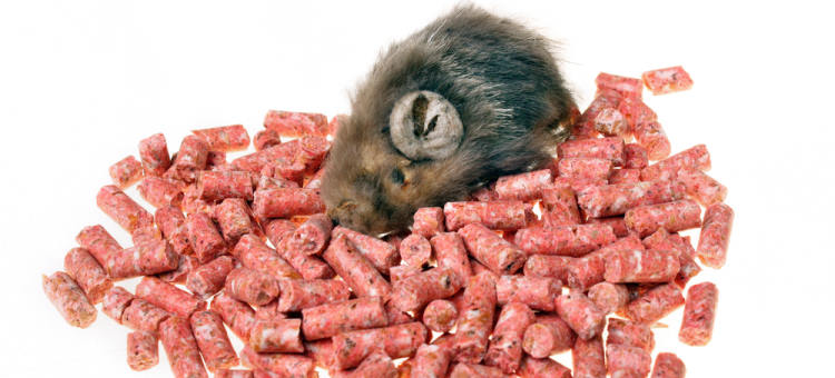 Best Mouse Poison: Say Goodbye to Mice Forever